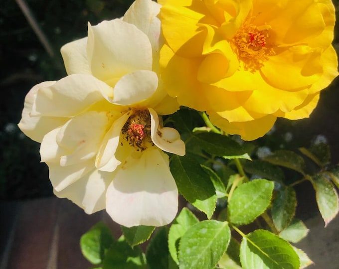 Yellow Rose Radiant Perfume Grandiflora Long Stem Bare Root Strong ...