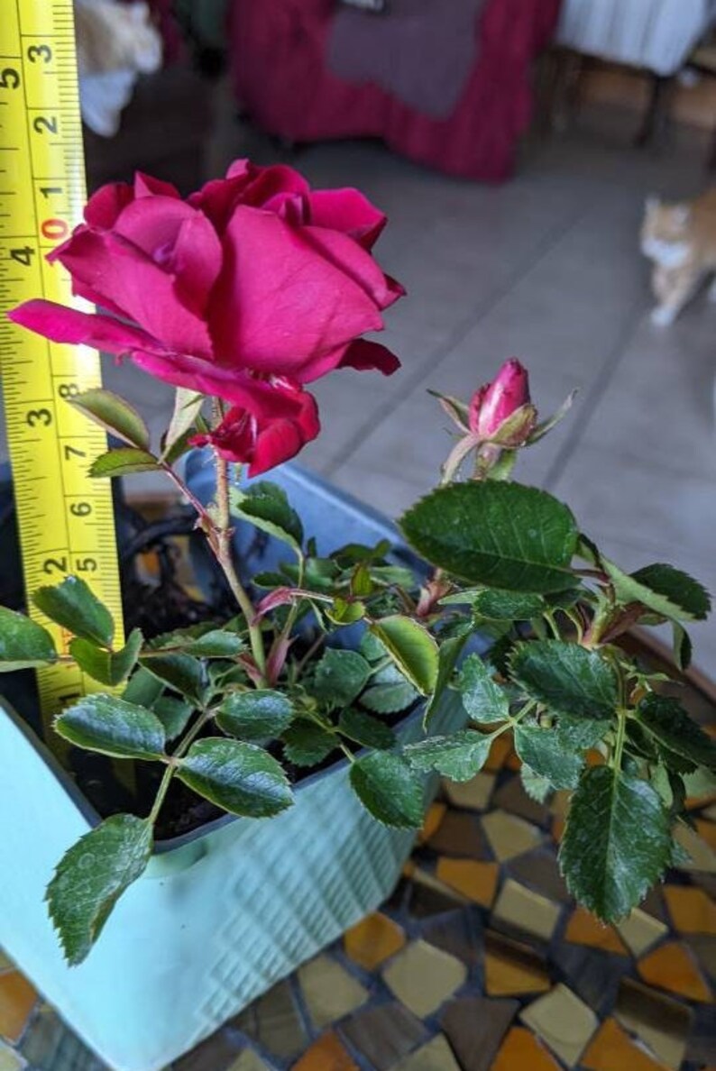 Red Rose Live Plant Root Stock Dr. Huey | Etsy