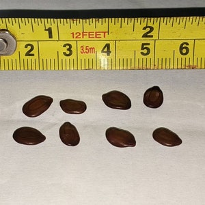 Leucaena Leucocephala, Miracle Tree, River Tamarind Tree, Guaje Seeds ...