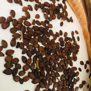 Leucaena Leucocephala, Miracle Tree, River Tamarind Tree, Guaje Seeds ...