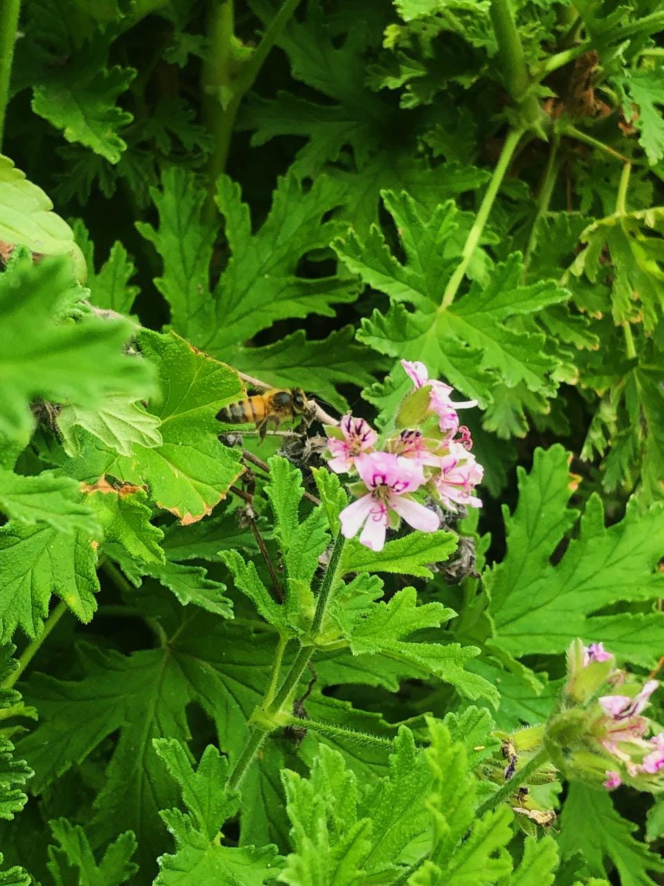 Citronella Plant "mosquito Plant" Rooted Cutting - Etsy