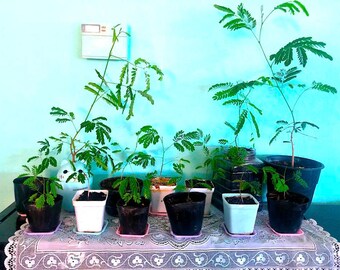 Guaje Huaje River Tamarind Miracle Tree Leucaena Leucocephala Live ...