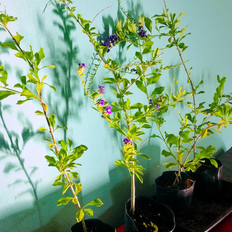 Duranta Erecta Plant - Etsy
