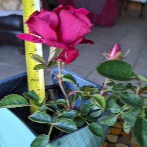 Red Rose Live Plant Root Stock Dr. Huey - Etsy