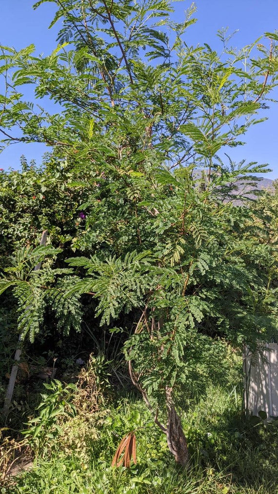 Leucaena Texas