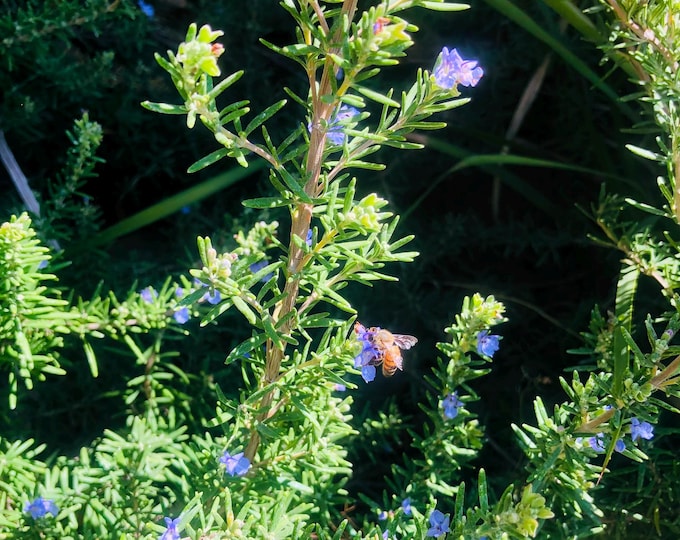 4” Rosemary Tree, Small Rosemary Christmas Tree, Live Plants, Holidays ...