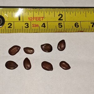 Leucaena Leucocephala, Miracle Tree, River Tamarind Tree, Guaje Seeds ...