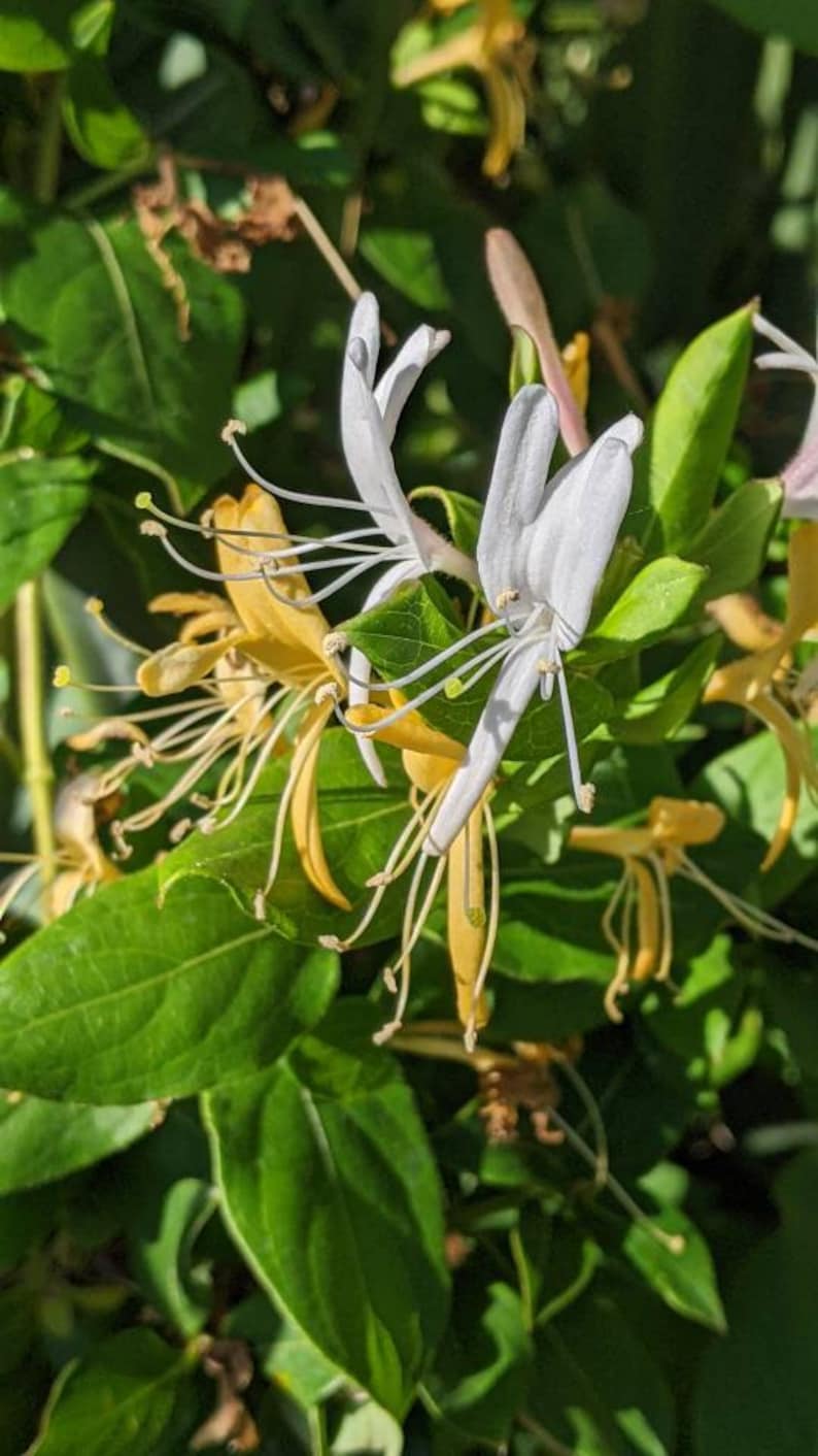 Fragrant Japanese Honeysuckle Vine - Lonicera Japonica 'halliana' Live ...