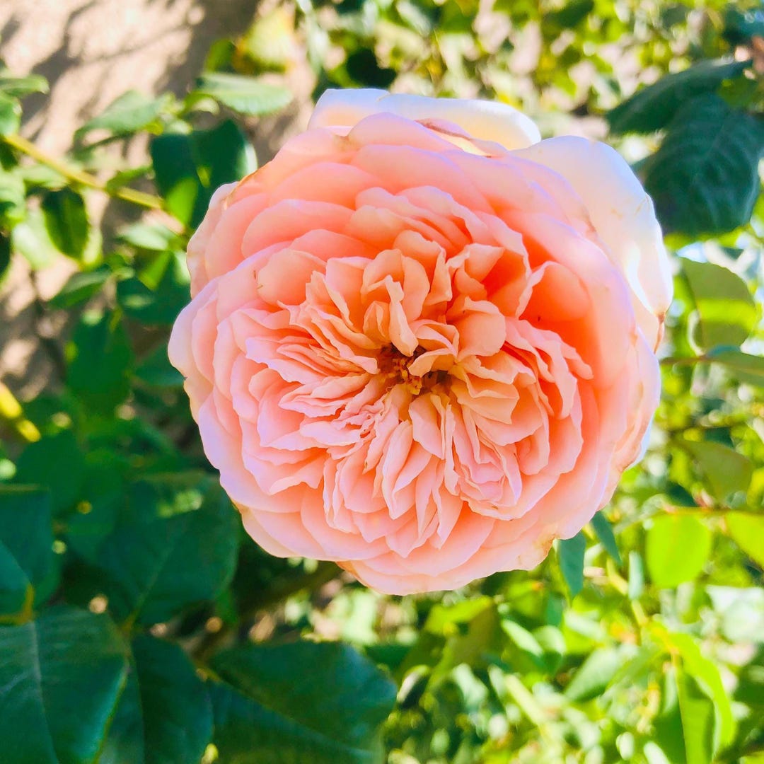 English Rose Auswinter (crown Princess Margareta) Strong Fragrance ...