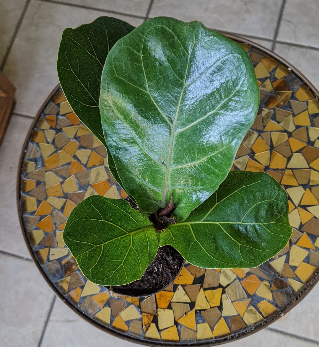 Little Fiddle Leaf Fig with small leaves, Ficud lyrata - Etsy Österreich