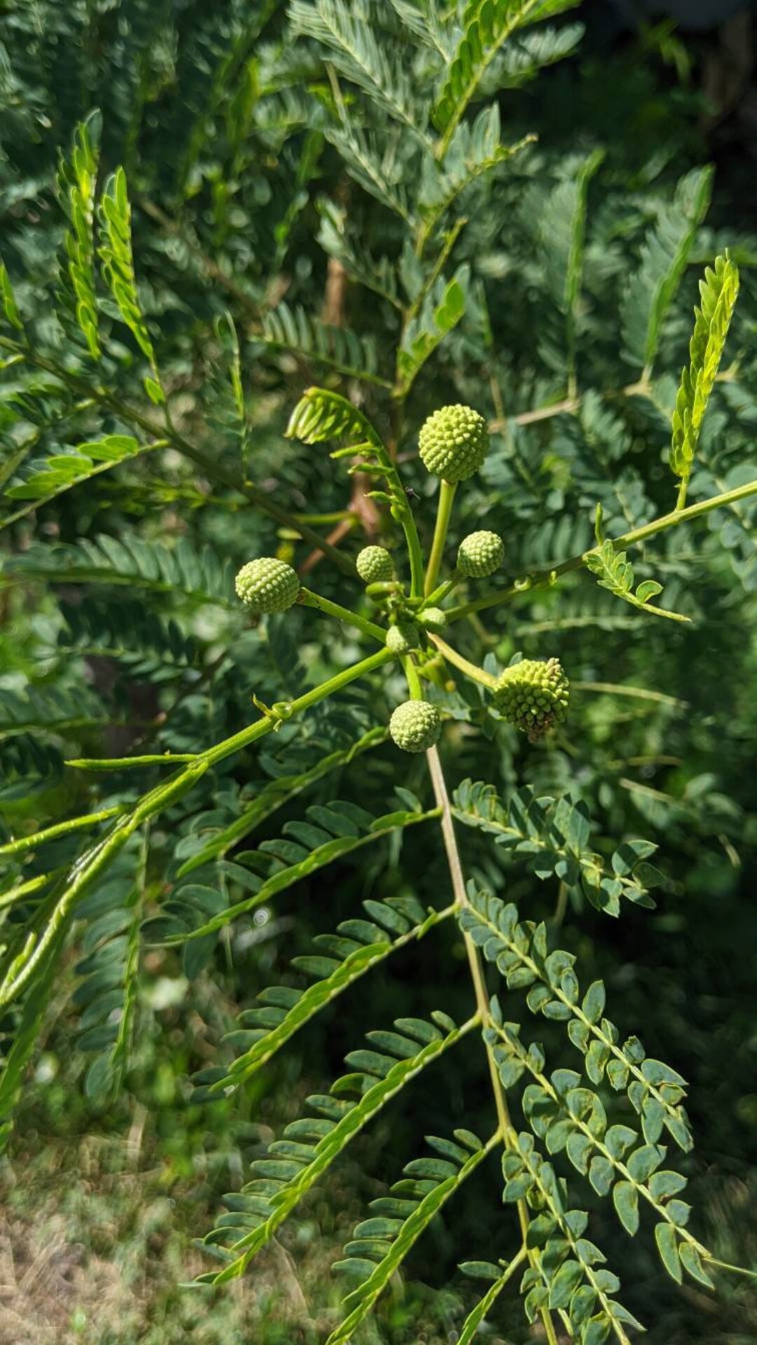 Leucaena Leucocephala, Miracle Tree, River Tamarind Tree, Guaje Seeds ...
