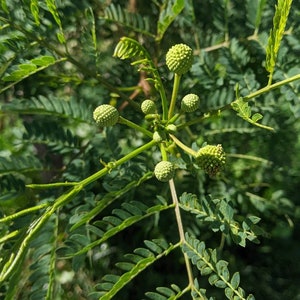 Leucaena Leucocephala, Miracle Tree, River Tamarind Tree, Guaje Seeds ...