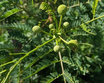 Guaje Huaje River Tamarind Miracle Tree Leucaena Leucocephala Live ...