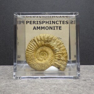 Perisphinctes Ammonite Fossil From Aiffres, Deux-sevres France in a 1.8 ...