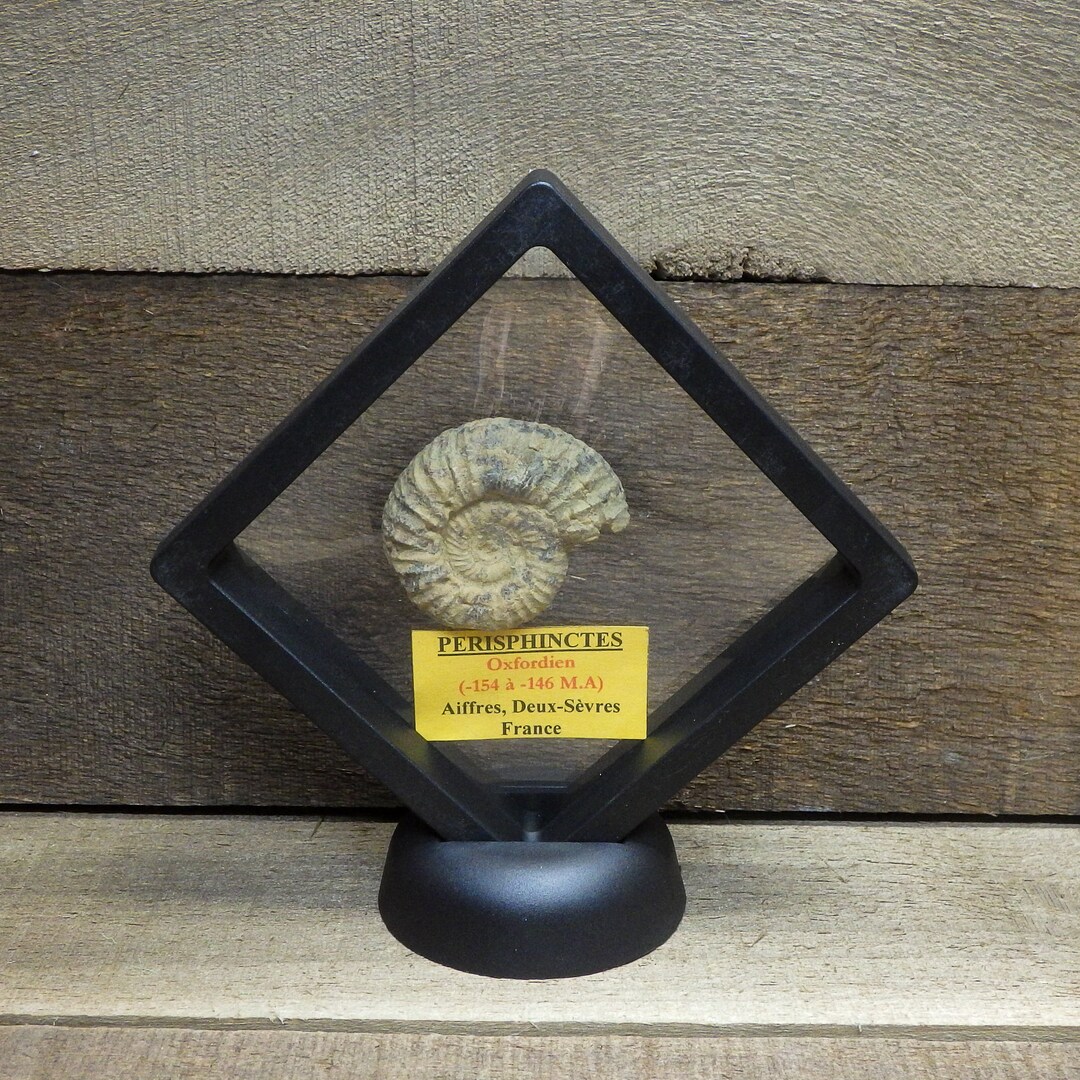 Perisphinctes Ammonite Fossil From Aiffres, Deux-sevres France in a 3D ...