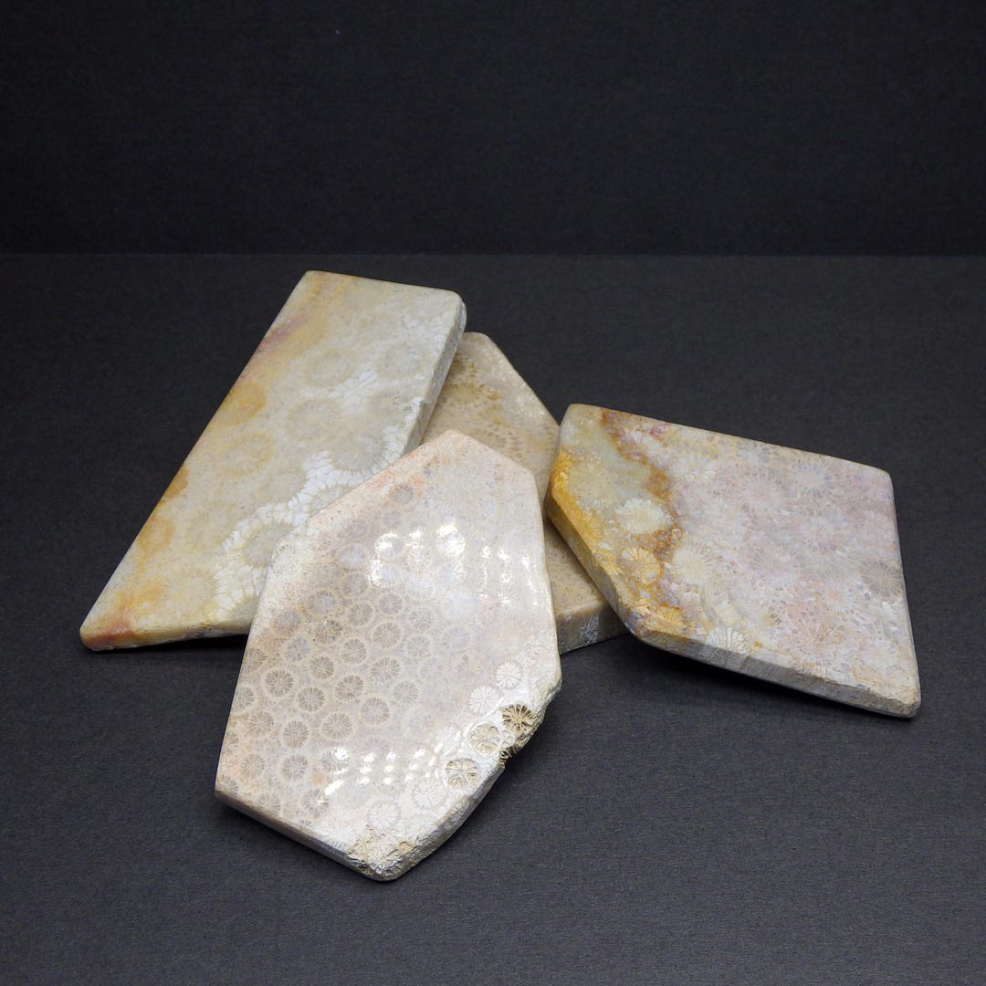 Indonesian Fossil Coral Slabs Polished You Choose Great Fossil Specimen ...