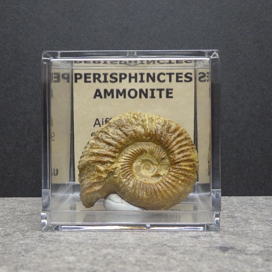 Perisphinctes Ammonite Fossil From Aiffres, Deux-sevres France in a 1.8 ...