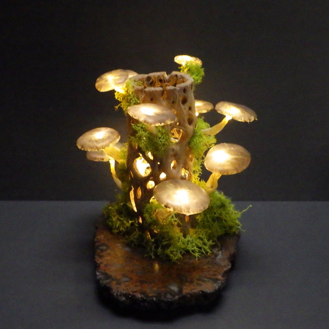 Cholla Wood Mushroom Light on Texas Agate Base One of a Kind Light ...