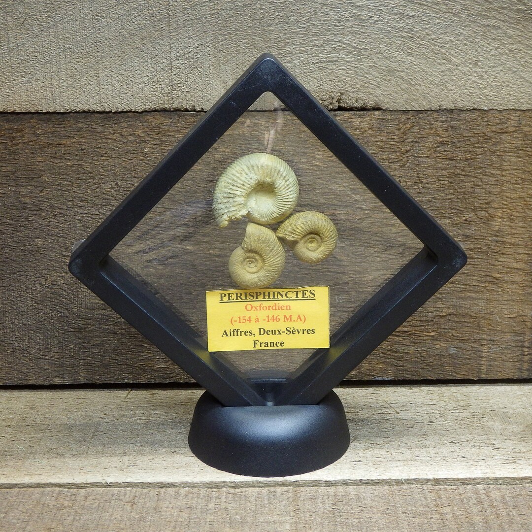 Perisphinctes Ammonite Fossil Set, 3D Floating Display Frame - Etsy