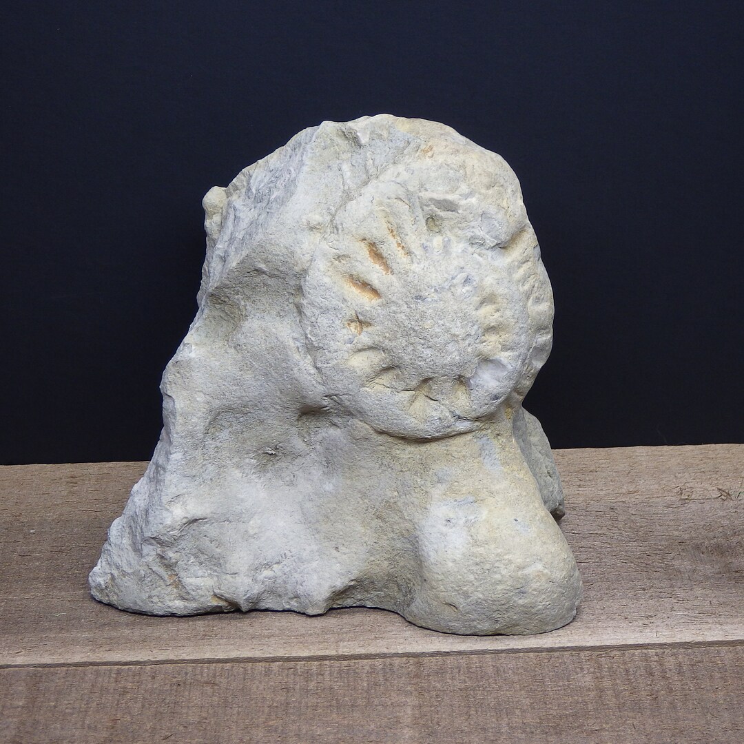 Texas Ammonite oxytropidoceras in Limestone Matrix Great Display ...