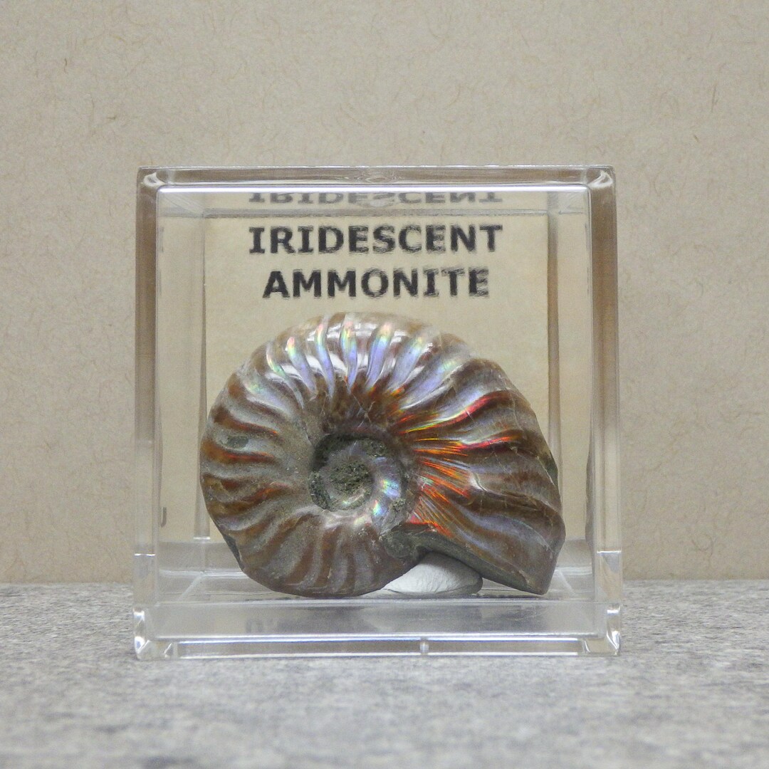 Ammonite Fossil Rainbow Iridescent Shell From the Mahajanga Province of ...