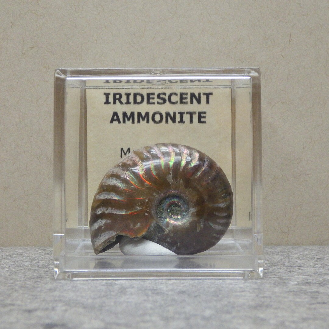 Ammonite Fossil Rainbow Iridescent Shell From the Mahajanga Province of ...