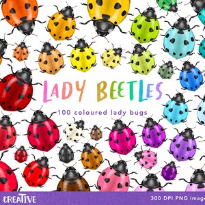100 Colour Lady Beetle PNG Clipart Bundle for Card Making, Scrapbooking ...