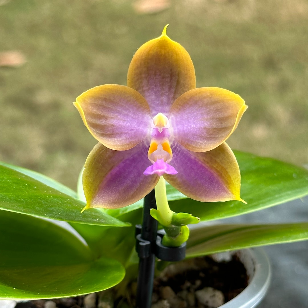 Phal. Mituo Blue Smurfs X Mainshow Hiero 'shining Red' - Etsy