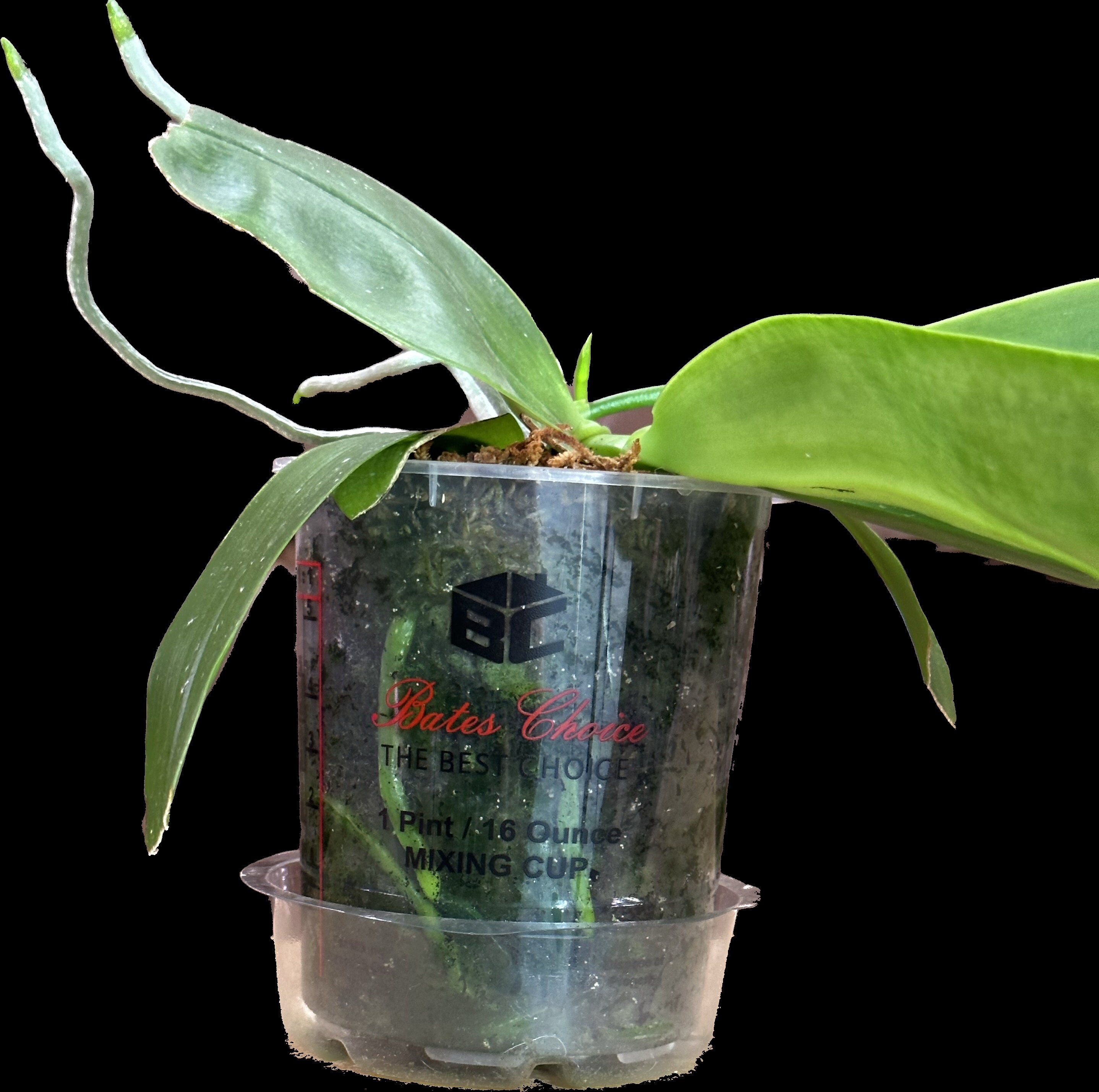 Bellina Pink 3 X Ks Blue Ludde 2 Spikes in Flower Now. - Etsy