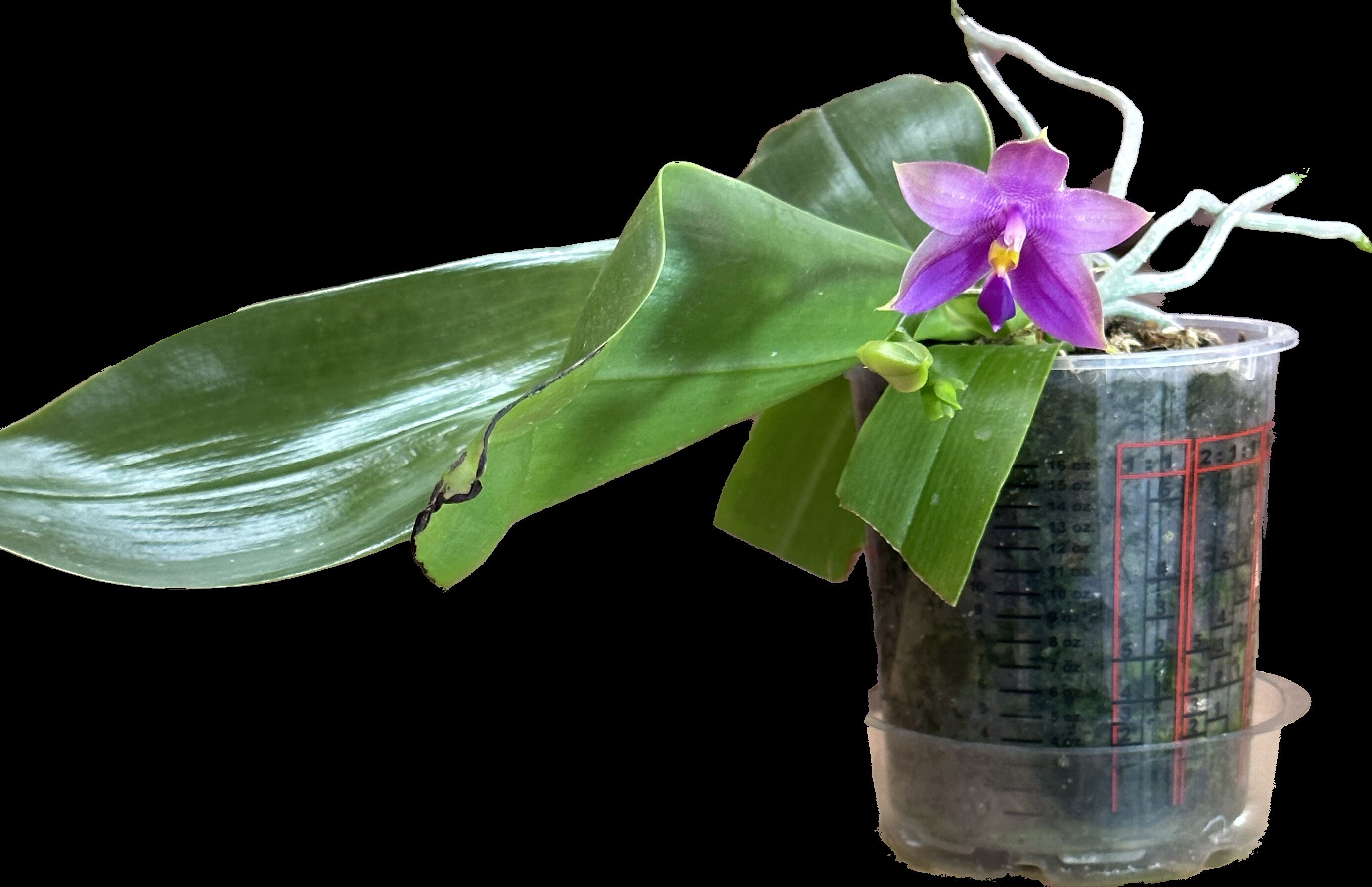 Bellina Pink 3 X Ks Blue Ludde 2 Spikes in Flower Now. - Etsy