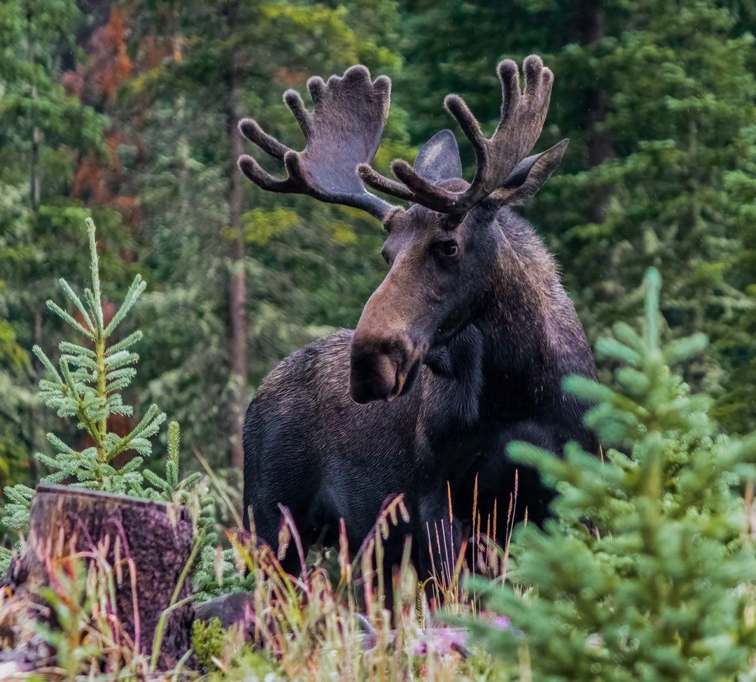 Bull Moose Portrait - Etsy