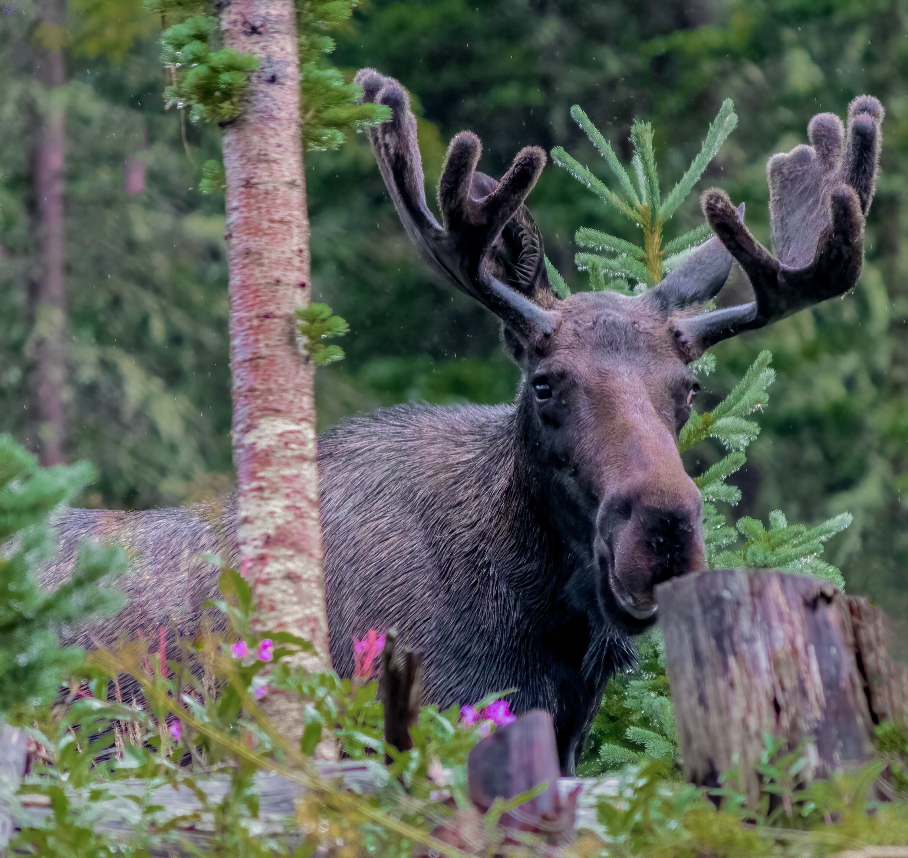 Happy Bull Moose - Etsy