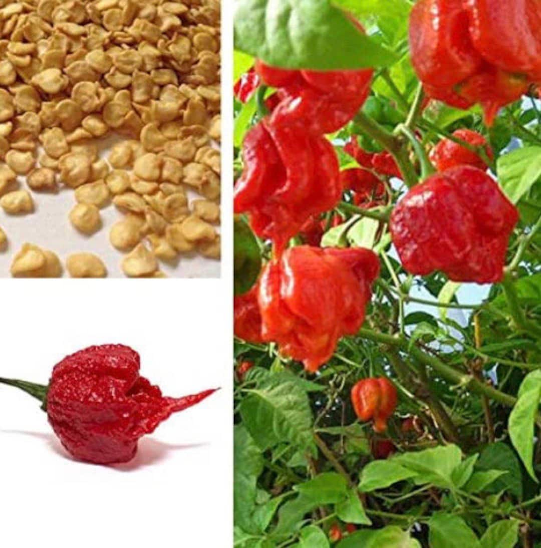 Carolina Reaper Seeds - Etsy