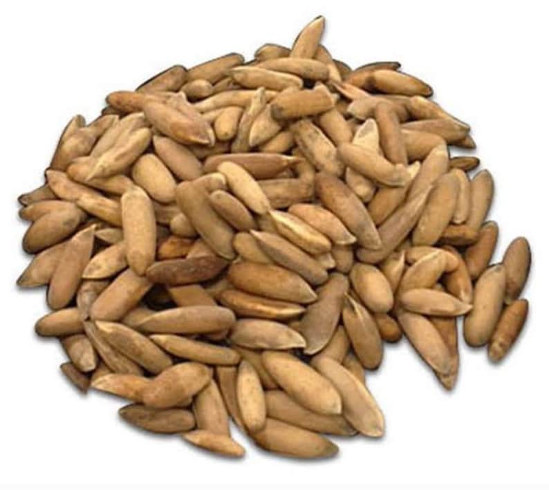 Dry Fruits Chilgoza Pine Nut Pinus Gerardiana, Pinenuts Chilghoza - Etsy