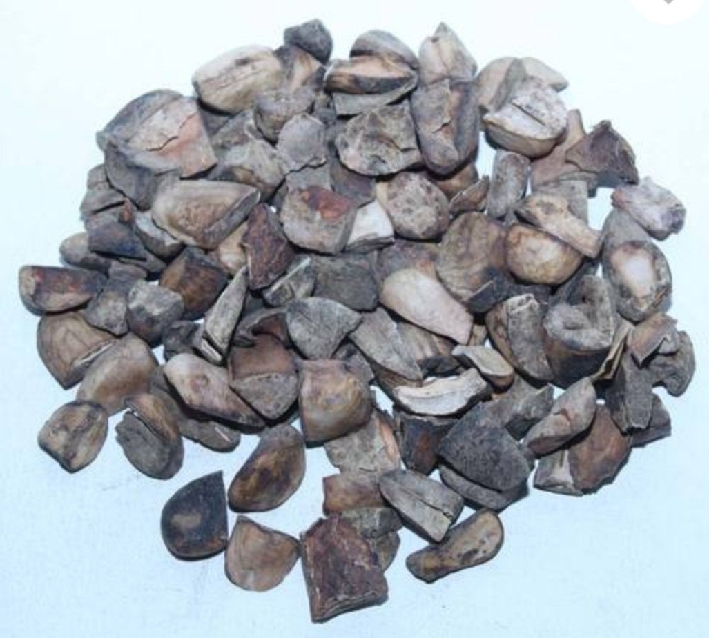 Pure Dried Mango Seed-mangifera Indica-aam Magaj-mango Seed Kernel-aam ...