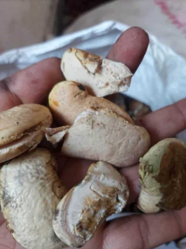 Pure Dried Mango Seed-mangifera Indica-aam Magaj-mango Seed Kernel-aam ...