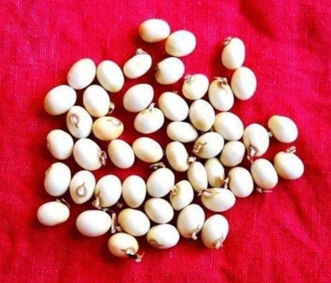 White Chirmi Beads Gunja Hindu Religion Goddess Saraswati Pooja Item ...