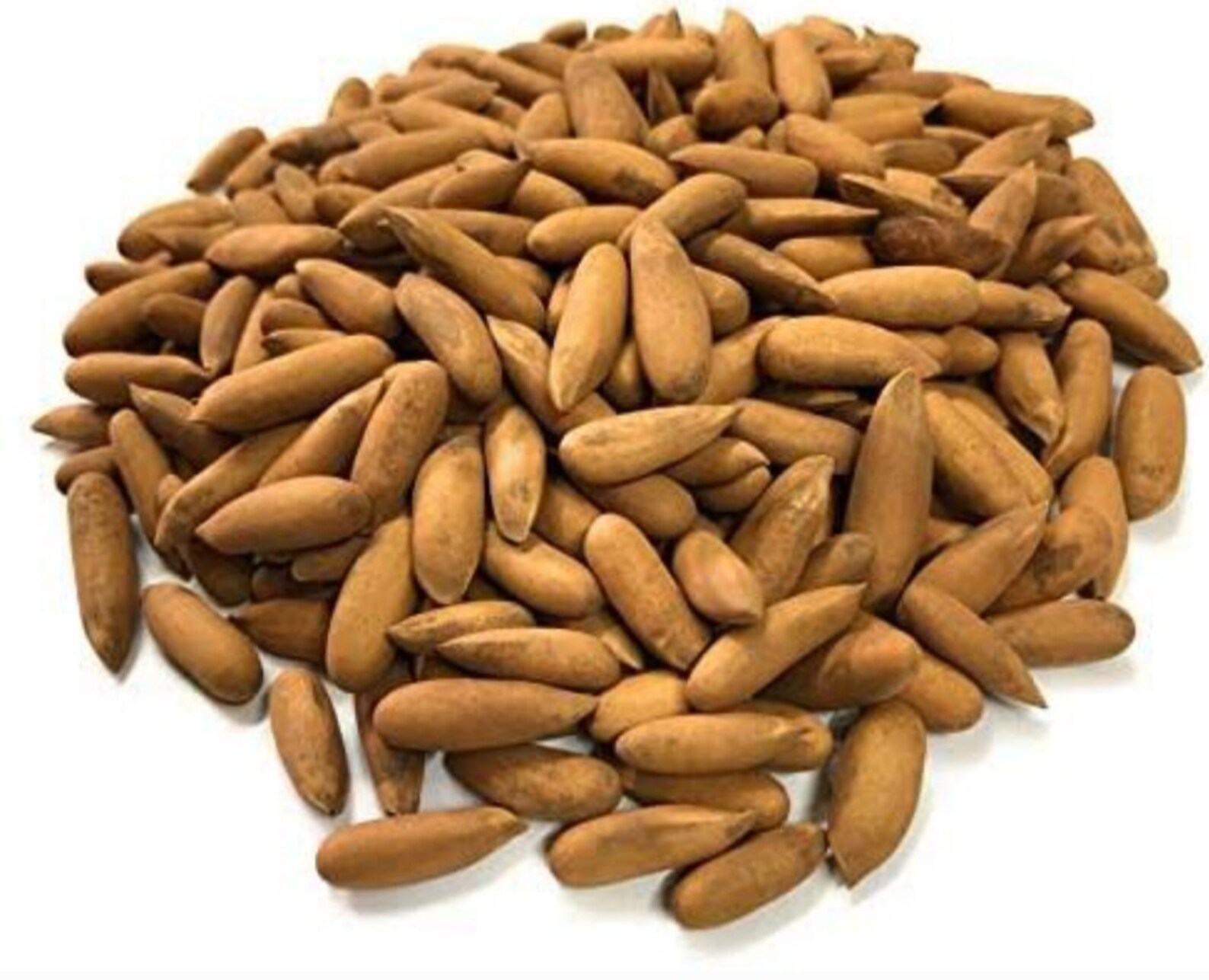 Dry Fruits Chilgoza Pine Nut Pinus Gerardiana, Pinenuts Chilghoza - Etsy