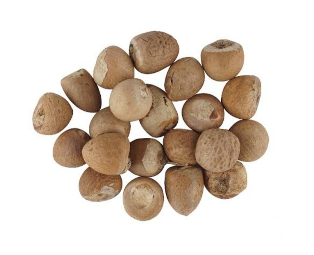 Whole Betel Nut Dried Supari Areca Catechuindian Supari - Etsy