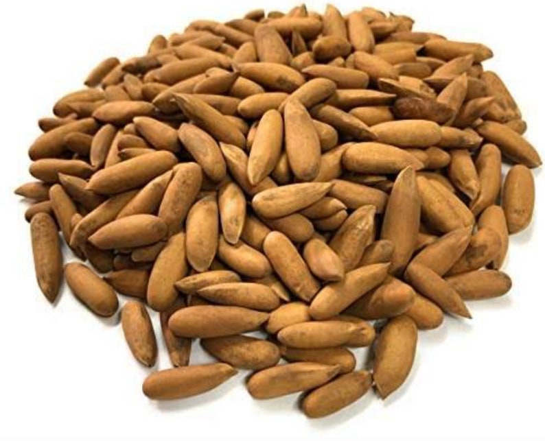 Dry Fruits Chilgoza Pine Nut Pinus Gerardiana, Pinenuts Chilghoza - Etsy