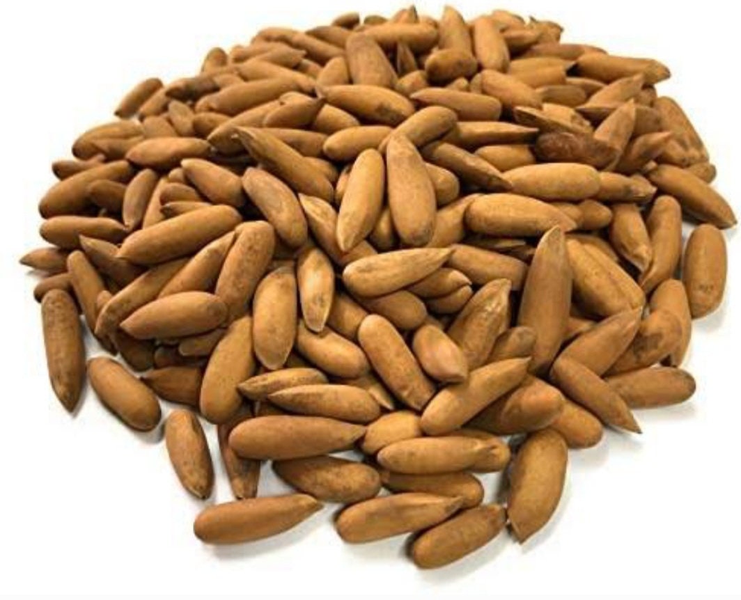 Dry Fruits Chilgoza Pine Nut Pinus Gerardiana, Pinenuts Chilghoza - Etsy