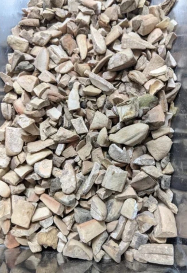 Pure Dried Mango Seed-mangifera Indica-aam Magaj-mango Seed Kernel-aam ...