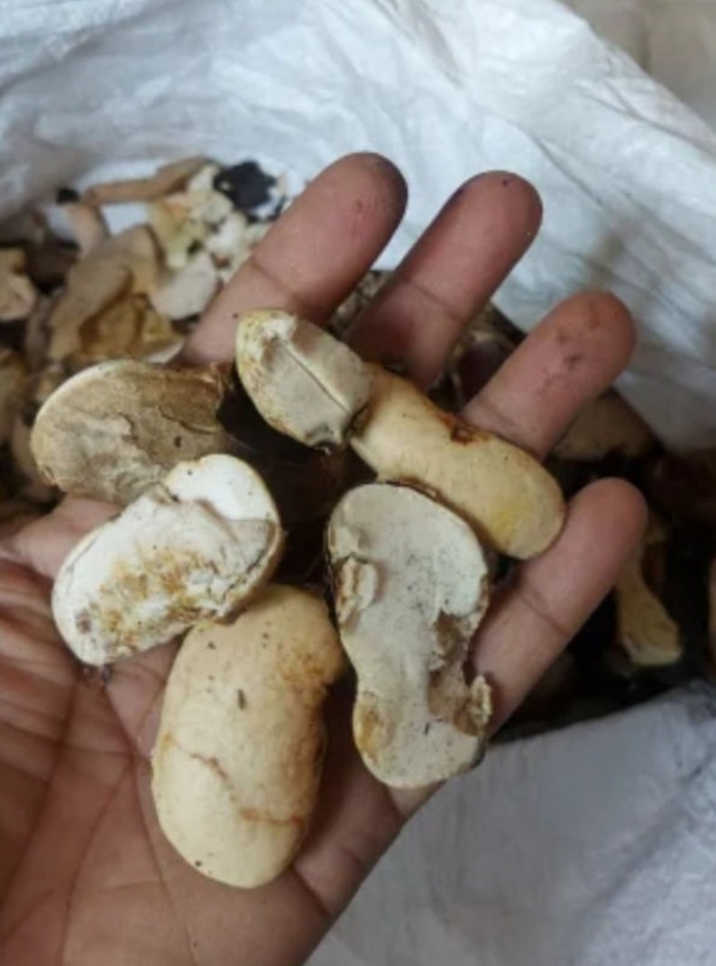 Pure Dried Mango Seed-mangifera Indica-aam Magaj-mango Seed Kernel-aam ...