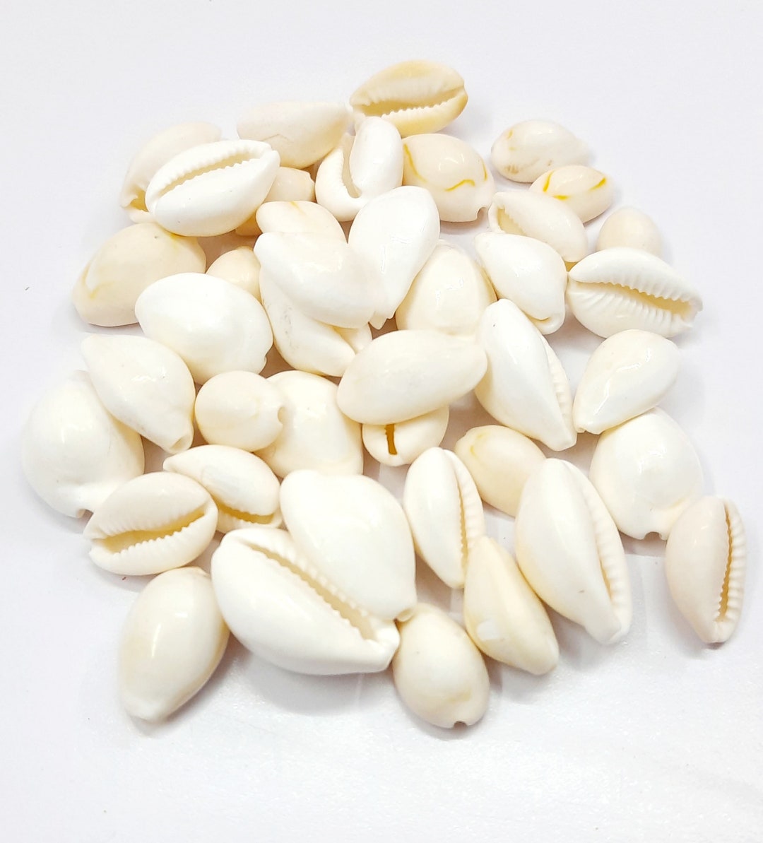 Pure Original White KAURI Natural Cowrie Cowry Safed Kodi - Etsy