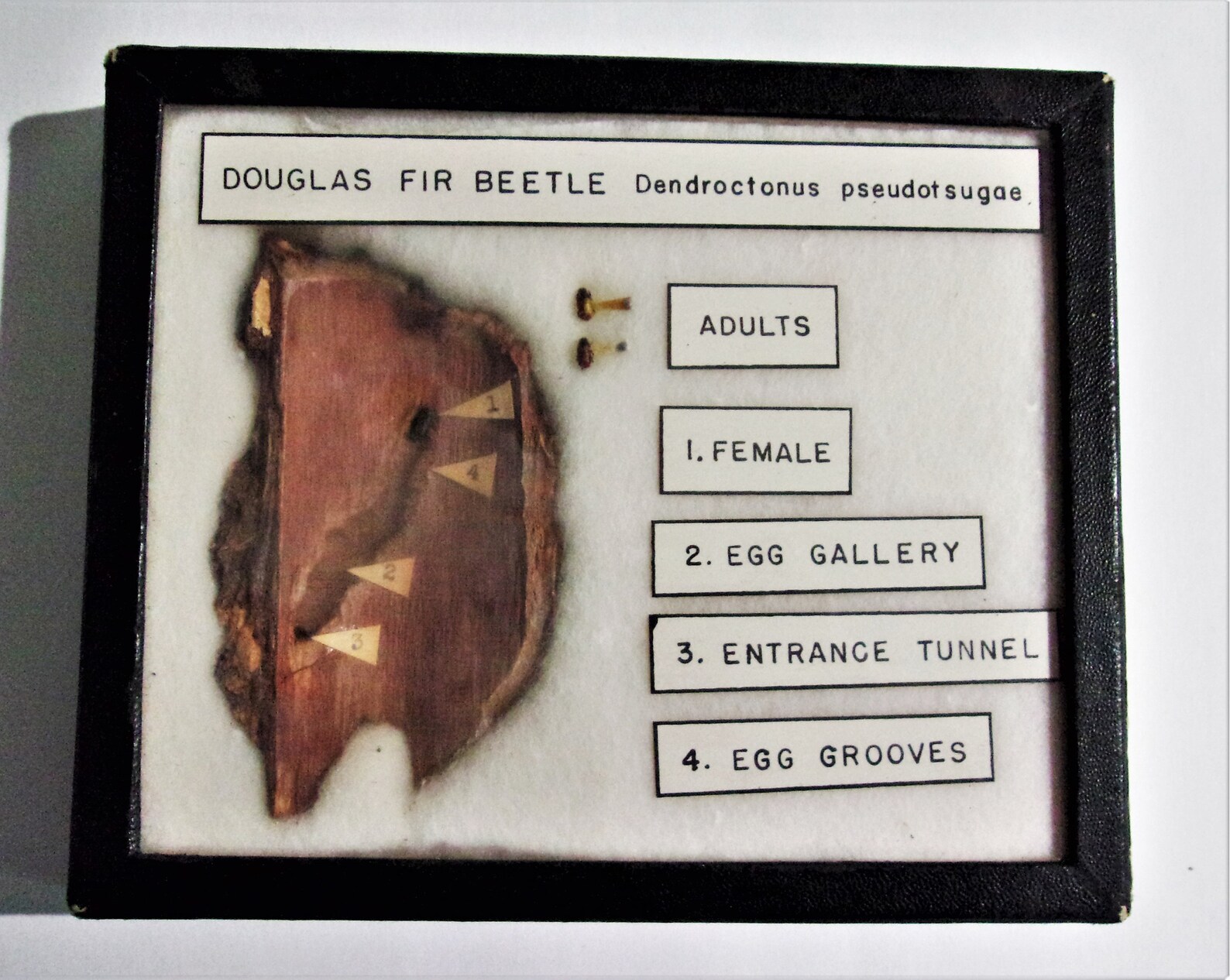 Vintage Riker Mount Douglas Fir Beetle Insect/bark Specimen Display ...