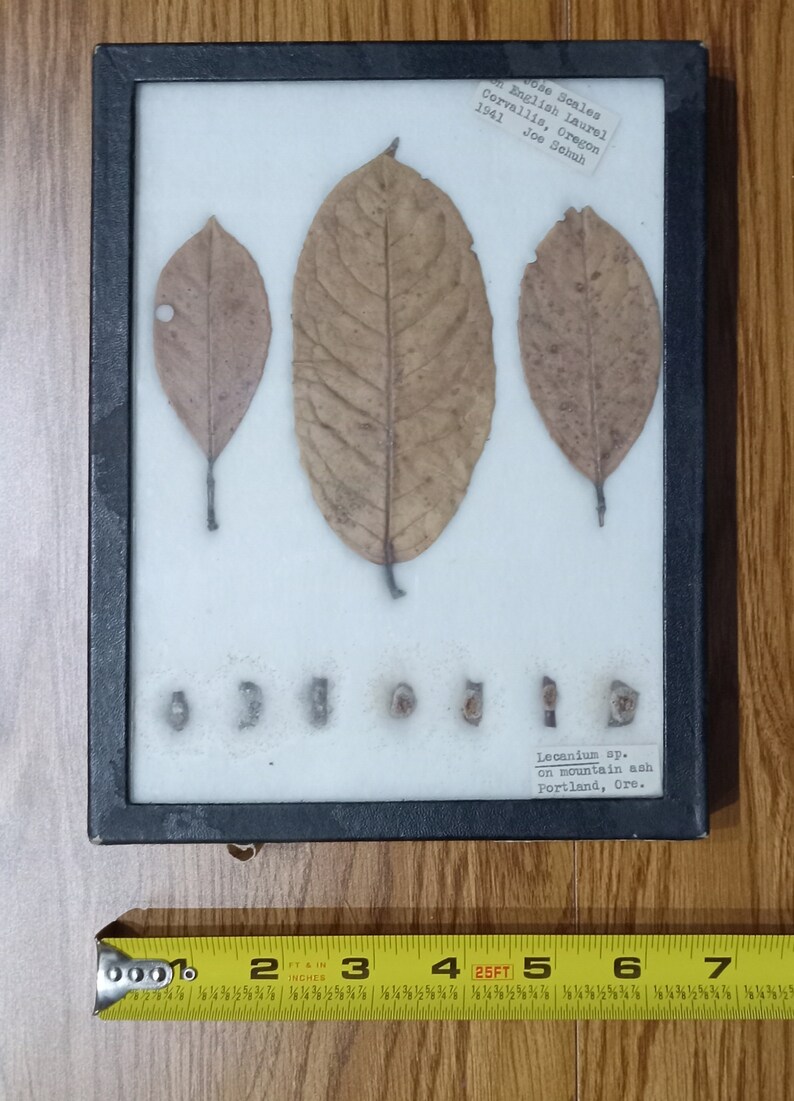 Antique 1941 82 Years 7x9 San Jose Scales Riker Mount Specimen Display ...