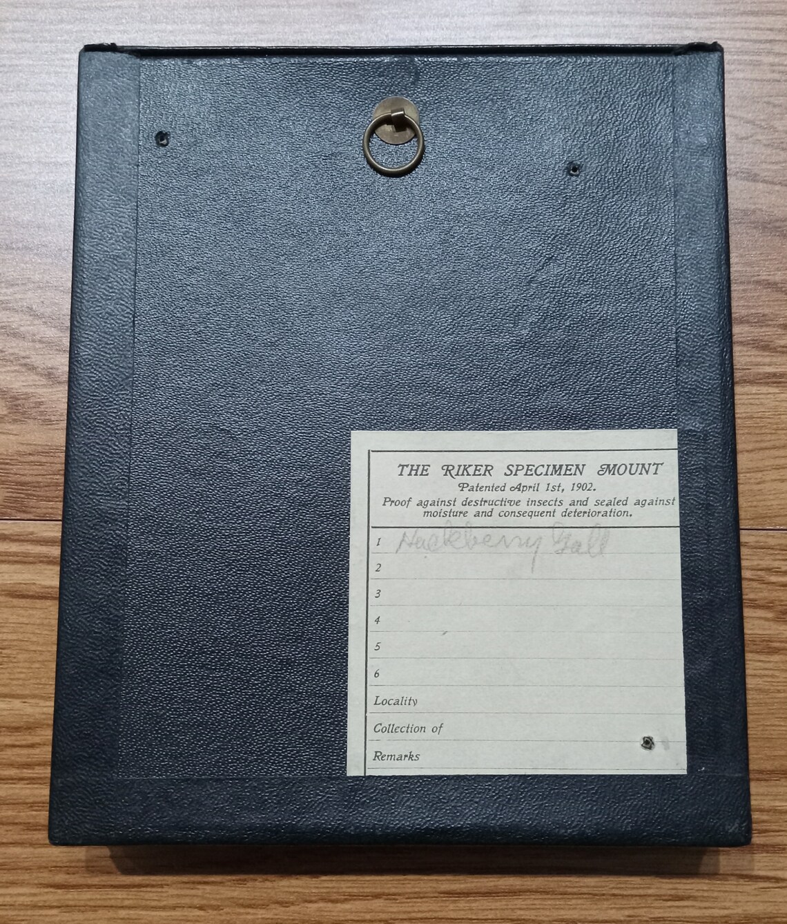 Vintage 5x6 Entomology Riker Mount Hackberry Gall Damage Specimen ...
