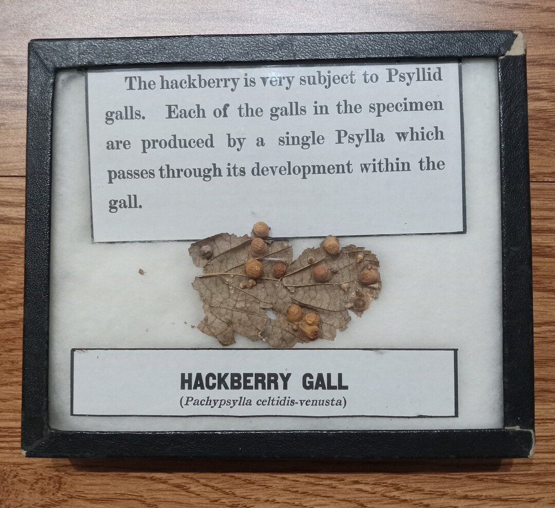 Vintage 5x6 Entomology Riker Mount Hackberry Gall Damage Specimen ...