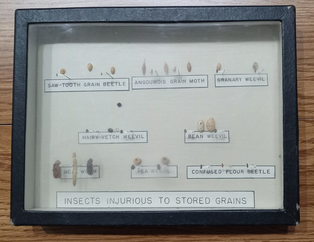 Vintage 7x9 Ward's Pinned Insect Display Titled insects Injurious to ...