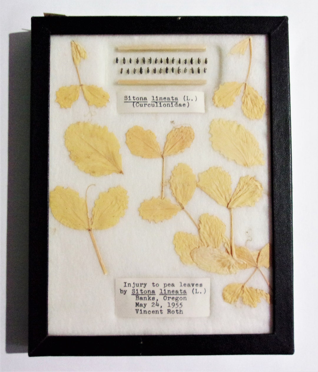 Antique Vintage Display Riker Mount Specimen Dated May 1955 Acquired ...